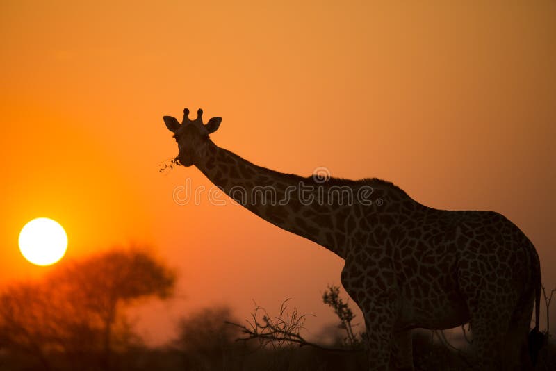 African giraffe in red stock photo. Image of wildlife - 79721008