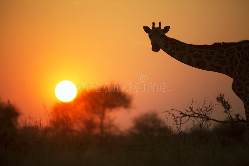 African giraffe in red stock photo. Image of giraffes - 79721028