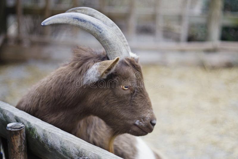 African Boer goat stock photo. Image of breed, africas - 7062586