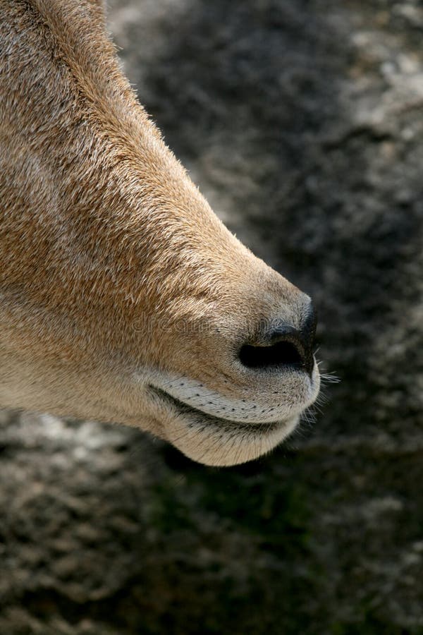 African Goat Nose Picture. Image: 2197178