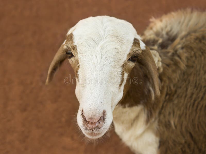 African goat stock image. Image of breeding, milk, female - 35002043