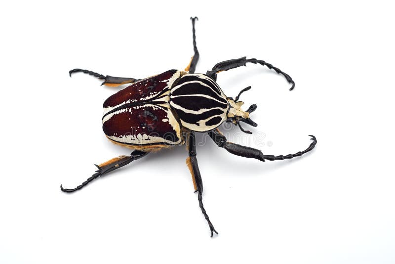 African Goliath Beetle