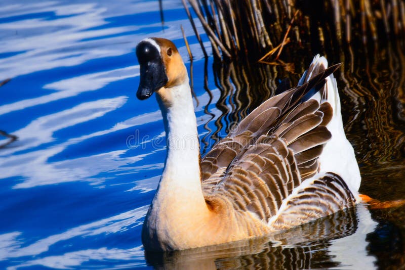 African goose stock image. Image of reflection, waterfowl - 295418949