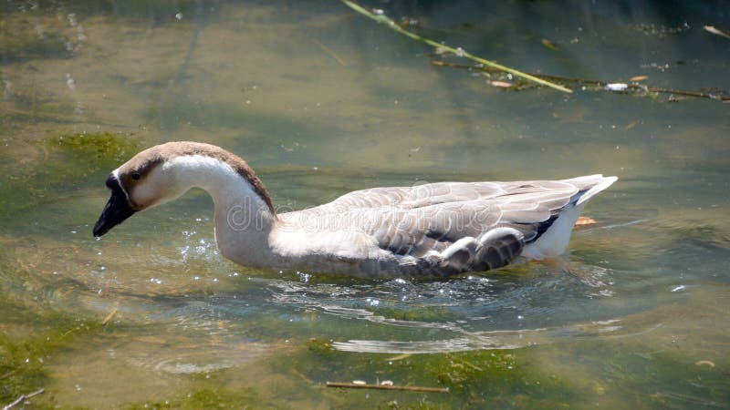 The African Goose is a Breed of Goose. Stock Image - Image of beak ...