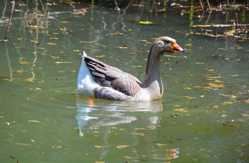 The African Goose is a Breed of Goose. Stock Image - Image of anatidae ...