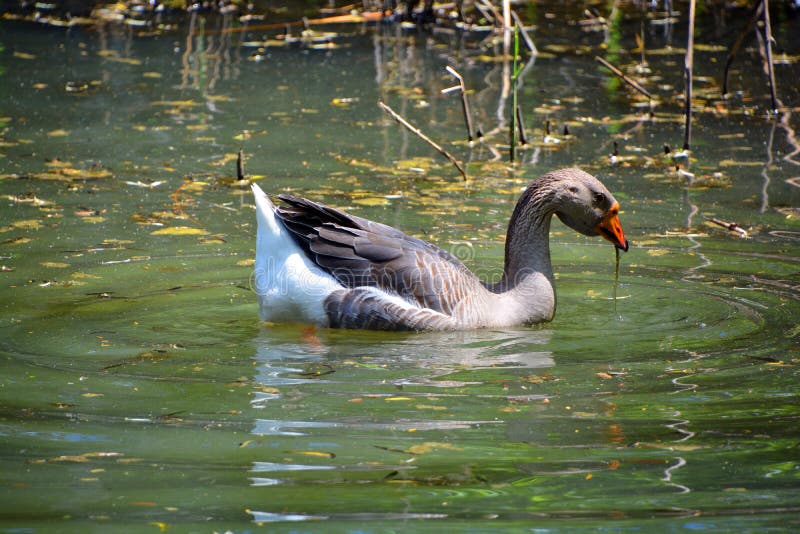 The African Goose is a Breed of Goose. Stock Photo - Image of farm ...