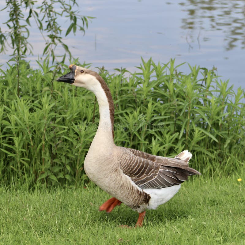 African Goose stock photo. Image of goose, black, breed - 16203028