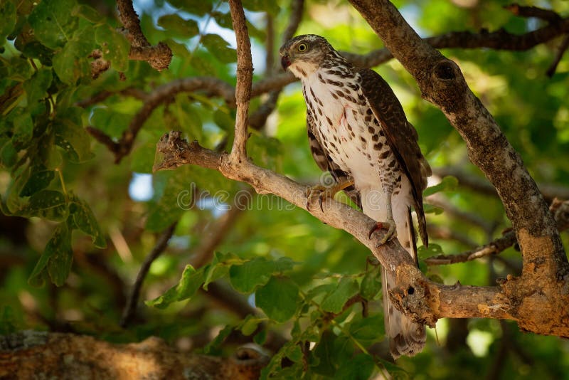 Accipiter Tachiro Stock Photos - Free & Royalty-Free Stock Photos from ...