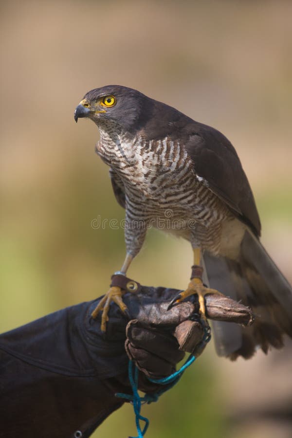 African goshawk stock photo. Image of south, striped - 32780874