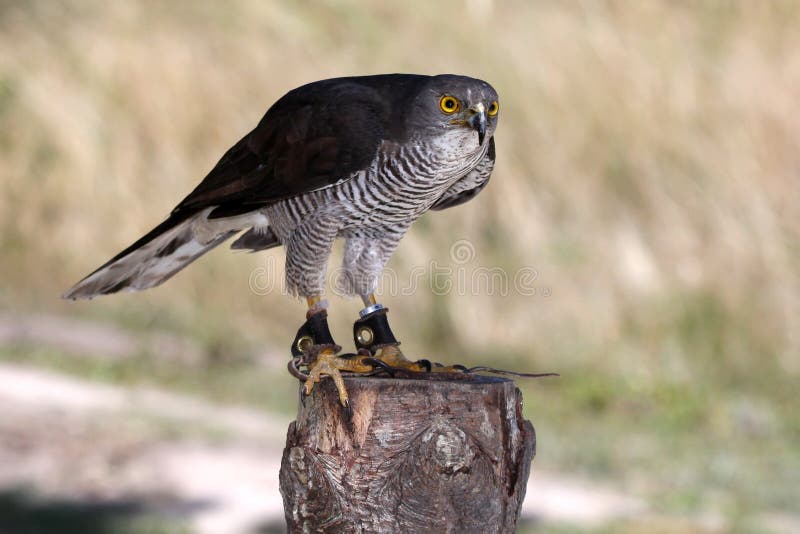 African Goshawk Raptor Bird Stock Photo - Image of bird, feet: 12982020