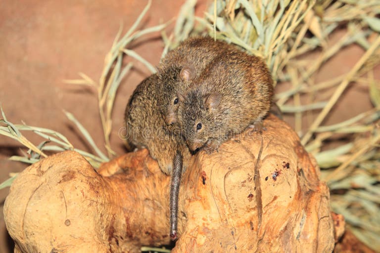 African grass rat stock photo. Image of rodent, arvicanthis - 61285818
