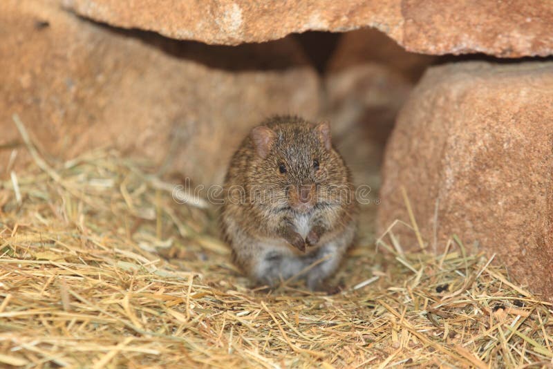 African grass rat stock image. Image of african, arvicanthis - 27873329
