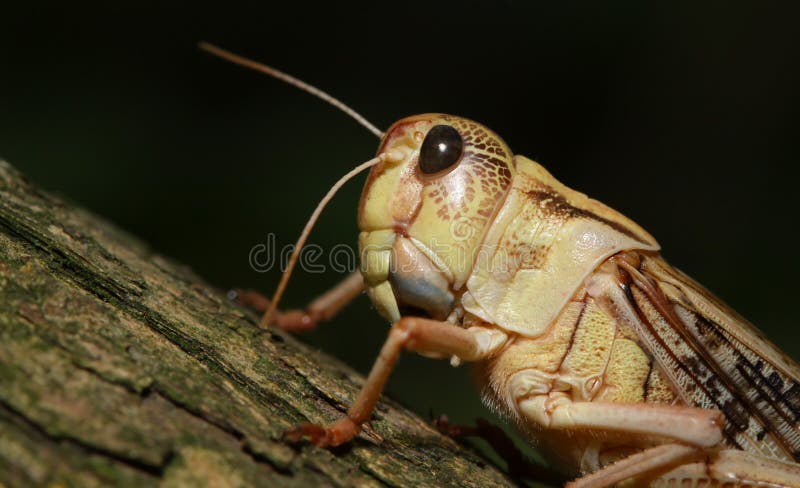 668 African Grasshopper Stock Photos - Free & Royalty-Free Stock Photos ...