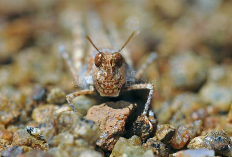 African grasshopper stock image. Image of gardening, africa - 18007863