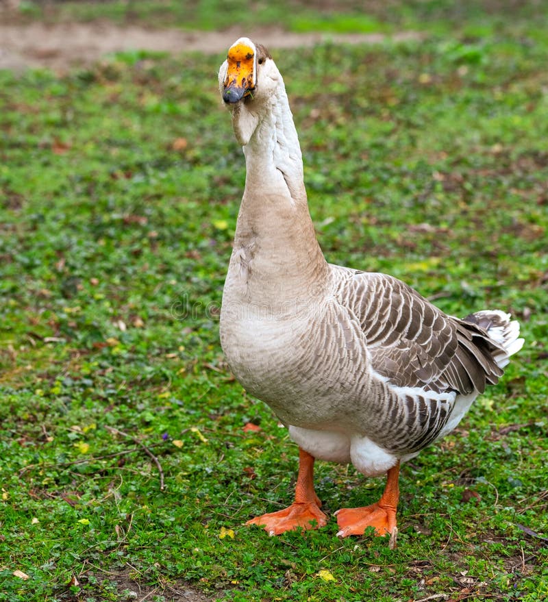 African Gray Goose Stock Photos - Free & Royalty-Free Stock Photos from ...