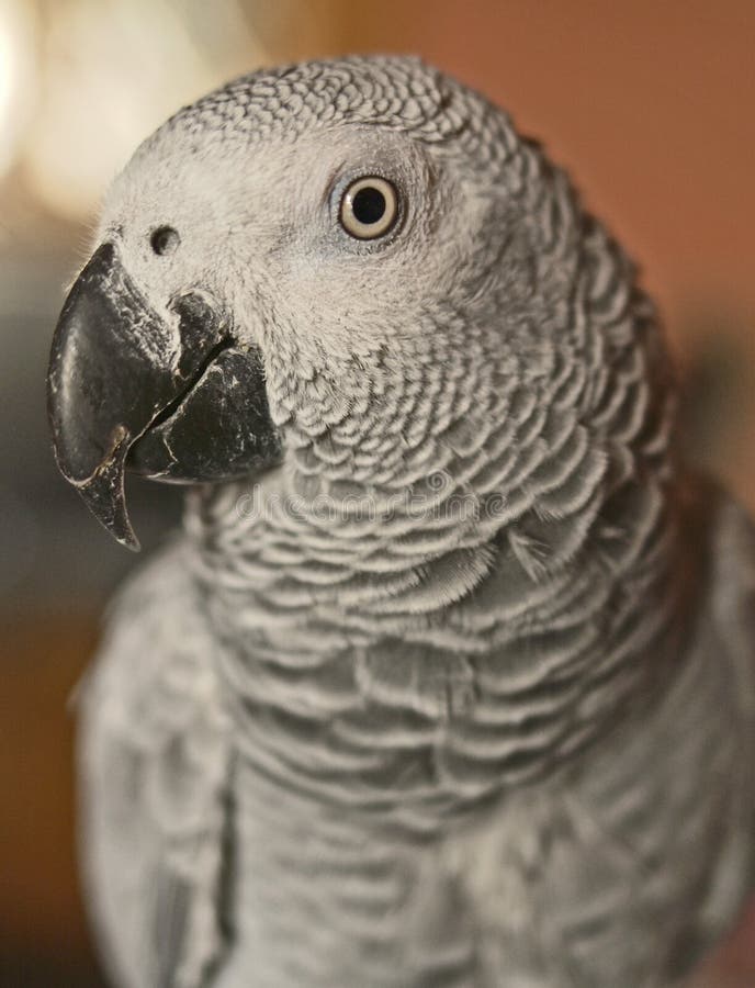 African gray parrot stock image. Image of portrait, flight - 1514953