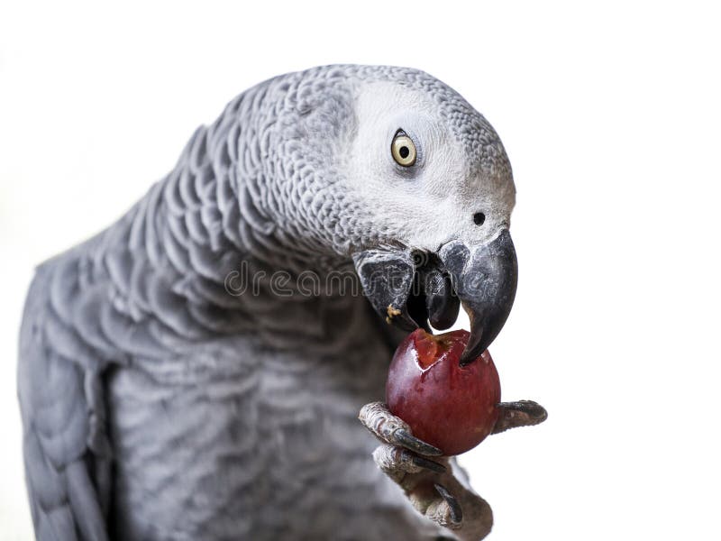 African Gray Parrot. stock photo. Image of tropical - 284024404