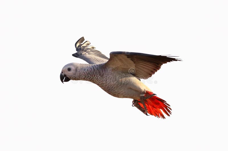 African Gray Parrot Flying Isolated on White Stock Photo - Image of ...
