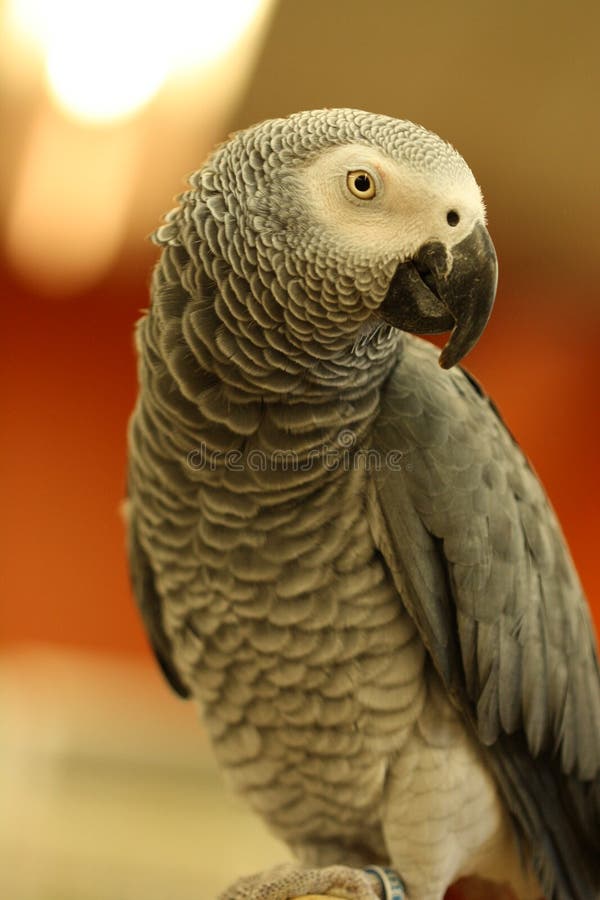 African Gray Parrot stock image. Image of bird, white - 70156283