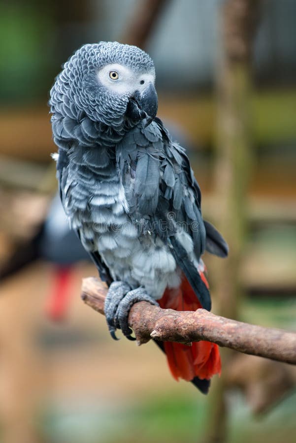 African Gray Parrot stock image. Image of aviary, exotic - 41219955
