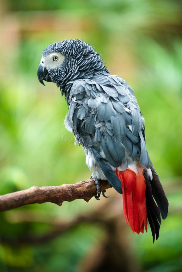 African Grey Parrot stock image. Image of flight, african - 8172985