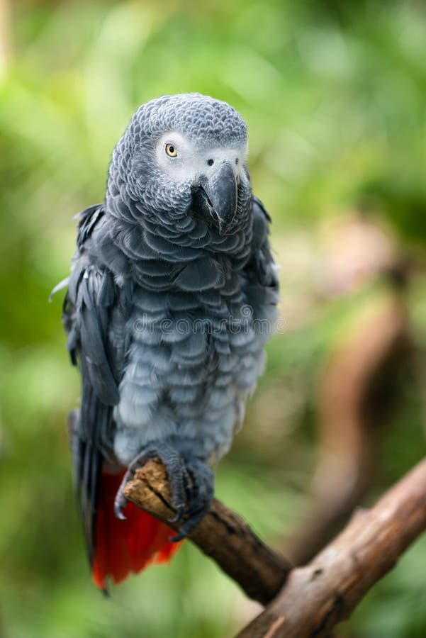 African Grey Parrot stock photo. Image of african, bird - 23173884