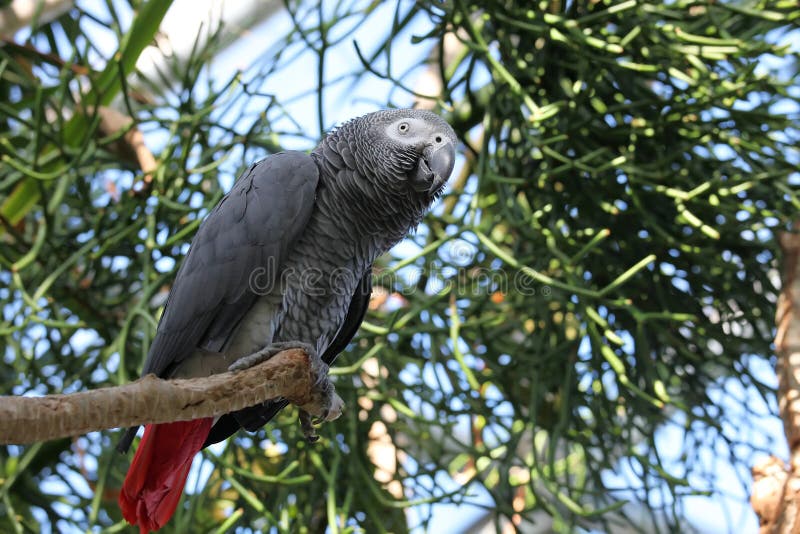 African Gray Parrot Tropical Bird Stock Image - Image of cute, friendly ...