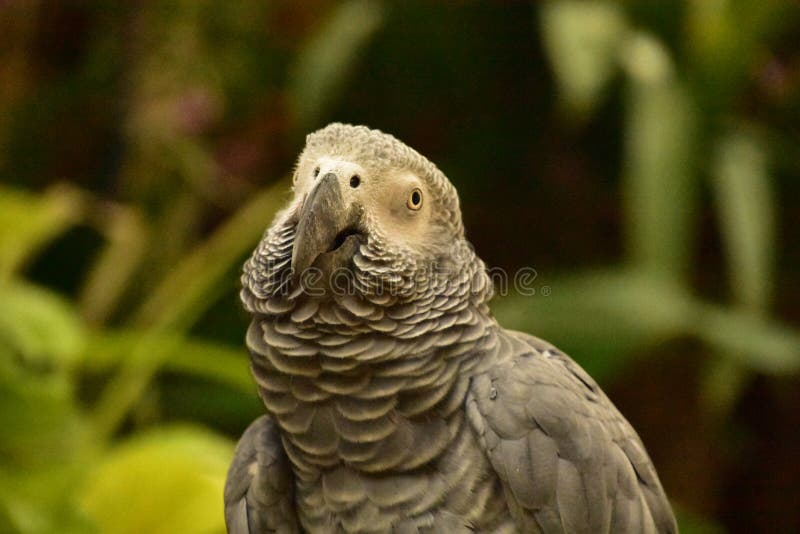Africangrayparrot Stock Photos - Free & Royalty-Free Stock Photos from ...