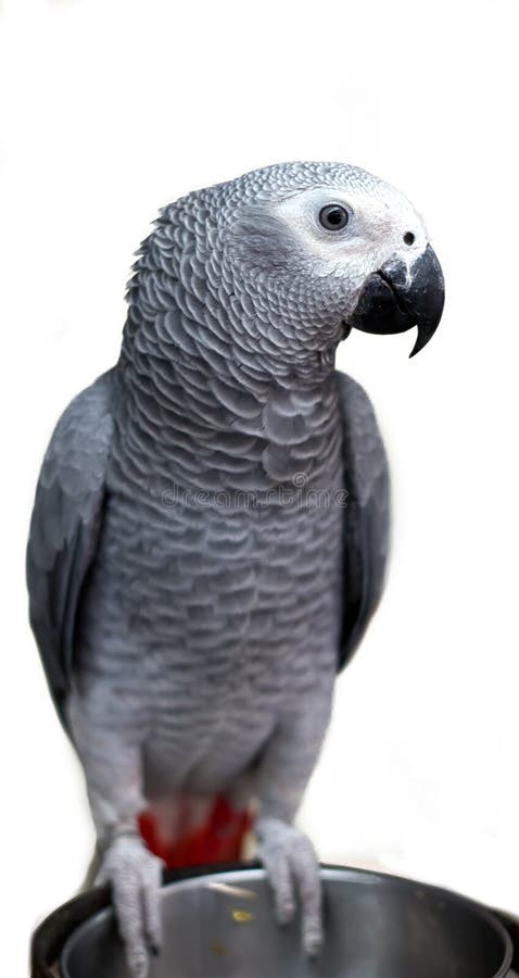 African Gray Parrot Tropical Bird Isolated Stock Photo - Image of copy ...