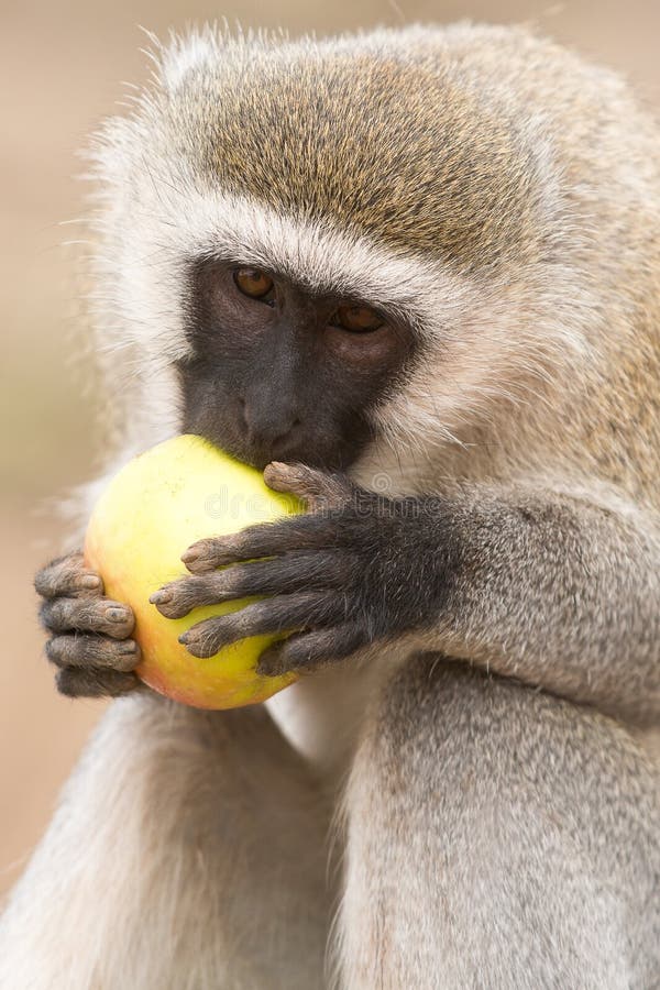 African Green Monkey Eating Apple Stock Image - Image of eating, travel ...