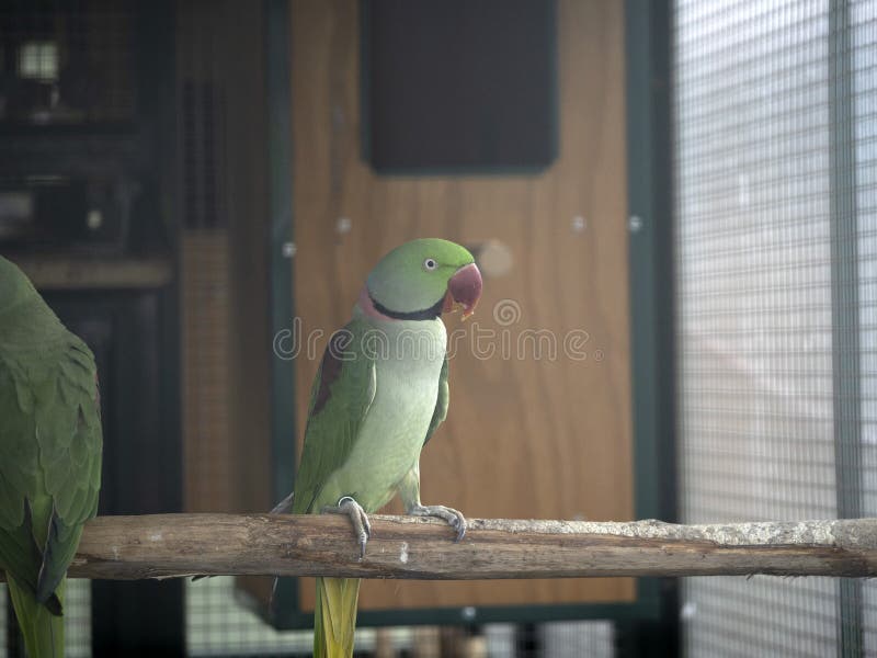 African green parrot bird stock photo. Image of background - 218946300