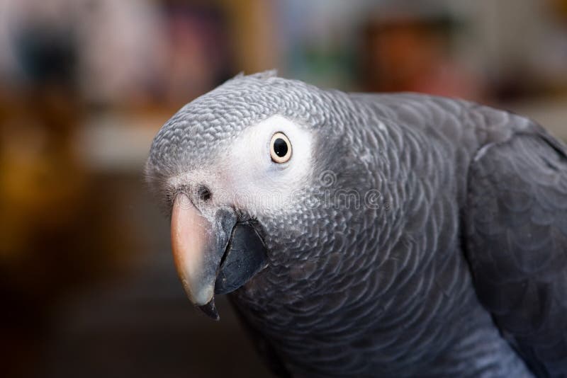 African grey stock image. Image of wings, canon, 55mm - 6468409