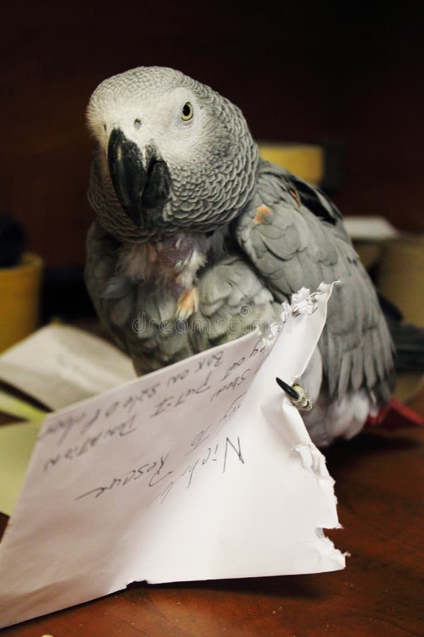 African Grey chewing paper stock image. Image of parrot - 50865145