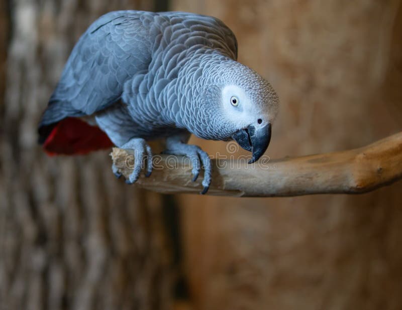 African Grey Congo Parrot Bird Resting on Perch Full Body Looking Down ...