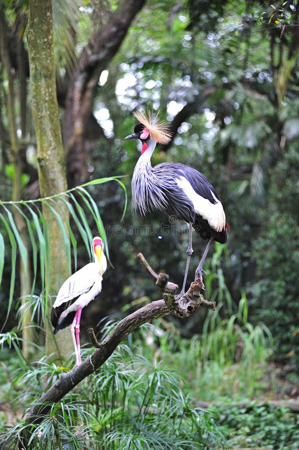 African Grey Crowned Crane and Yellow Stork Stock Photo - Image of ...
