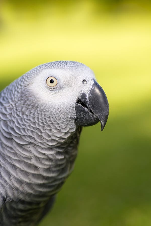 Alex Grey Stock Photos - Free & Royalty-Free Stock Photos from Dreamstime