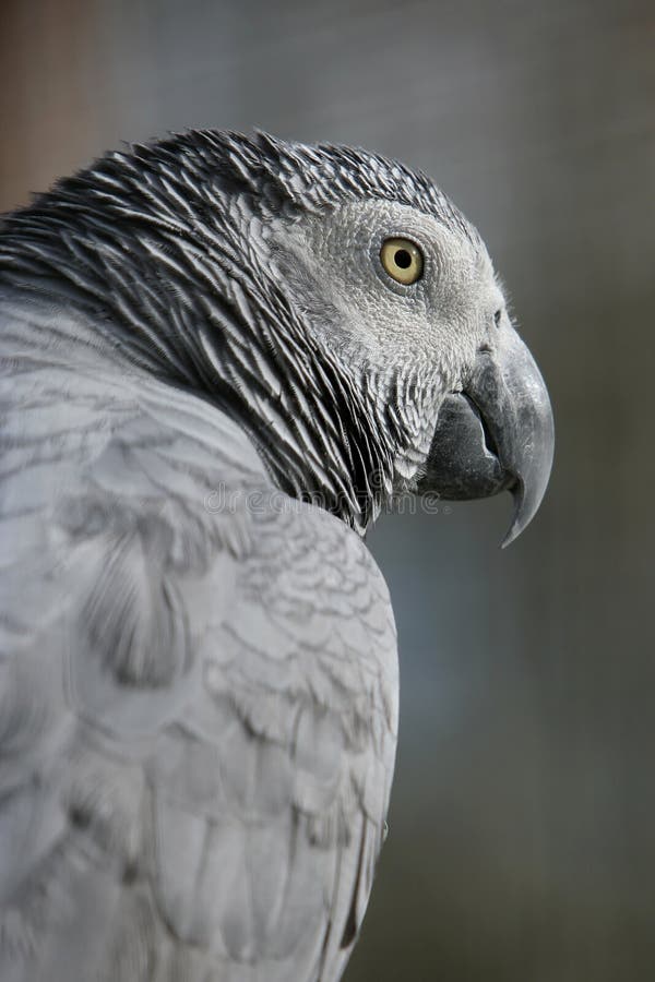 African Grey Parrot stock image. Image of black, african - 11011573