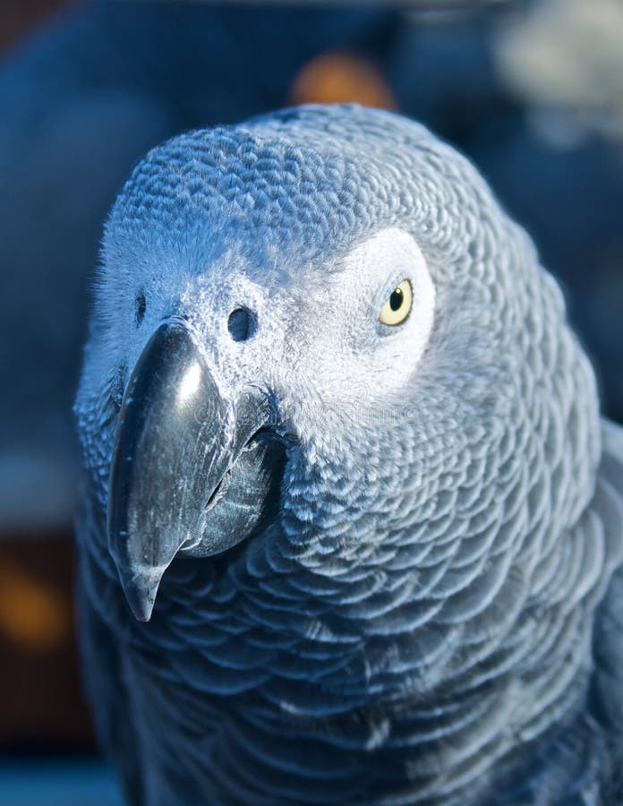 African Grey Parrot stock photo. Image of feathers, beak - 11830282