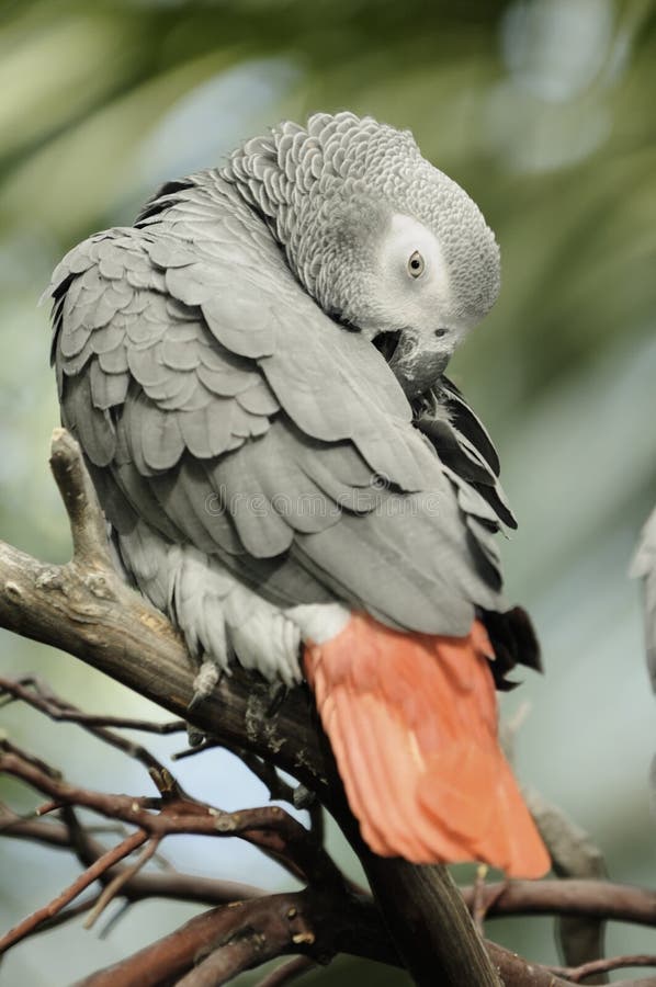 Young African Grey Parrot stock photo. Image of beak, grey - 897690