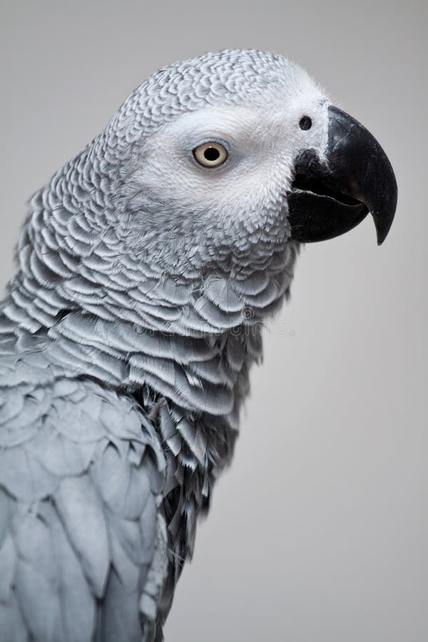 African grey parrot stock photo. Image of exotic, african - 13832552