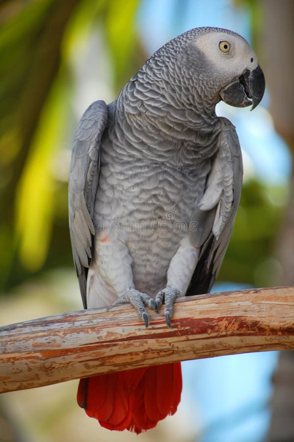 African Grey Parrot stock photo. Image of wild, wildlife - 12809332