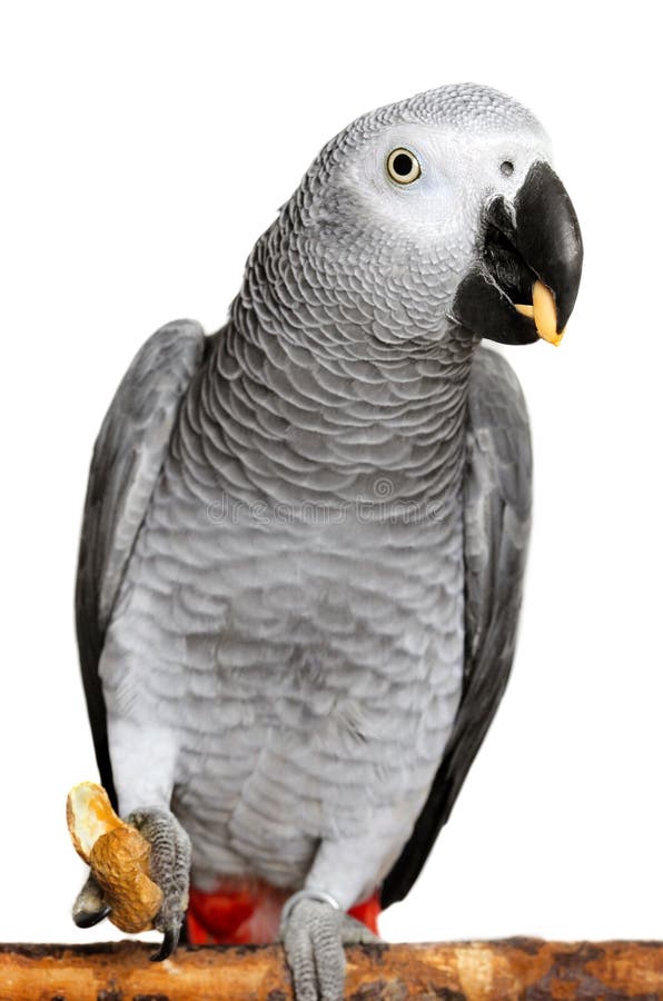 African Grey Parrot stock photo. Image of african, bird - 23173884
