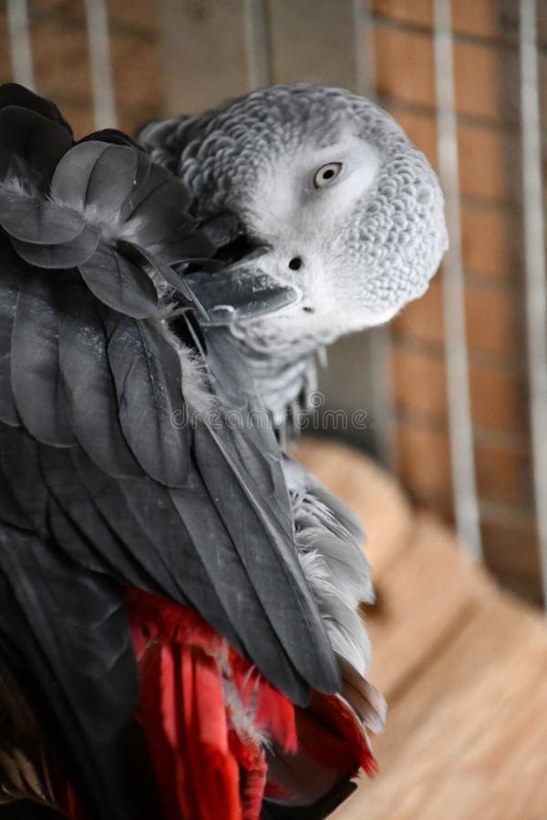 An African Grey Parrot stock image. Image of domestic - 286722863