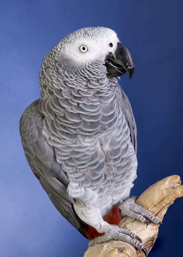 African Grey Parrot stock image. Image of african, bird - 3454365