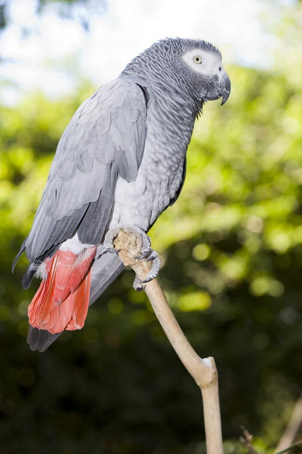 African Grey Parrot stock photo. Image of african, bird - 23173884