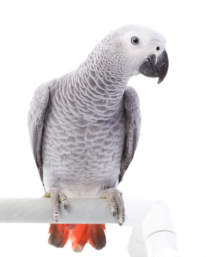 African grey parrot stock photo. Image of exotic, african - 13832552
