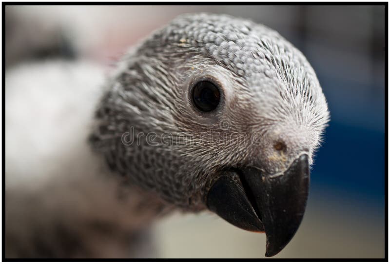 African grey parrot baby stock image. Image of grey, young - 21405857