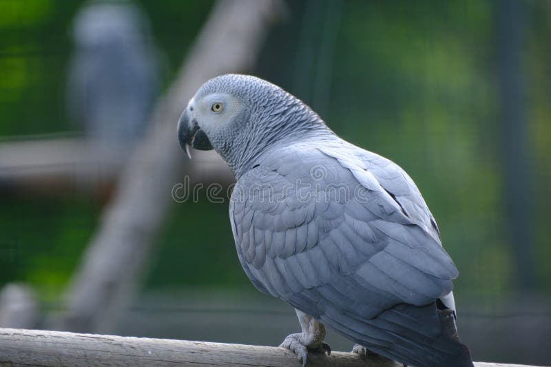 African Grey Parrot stock photo. Image of beautiful - 279368554