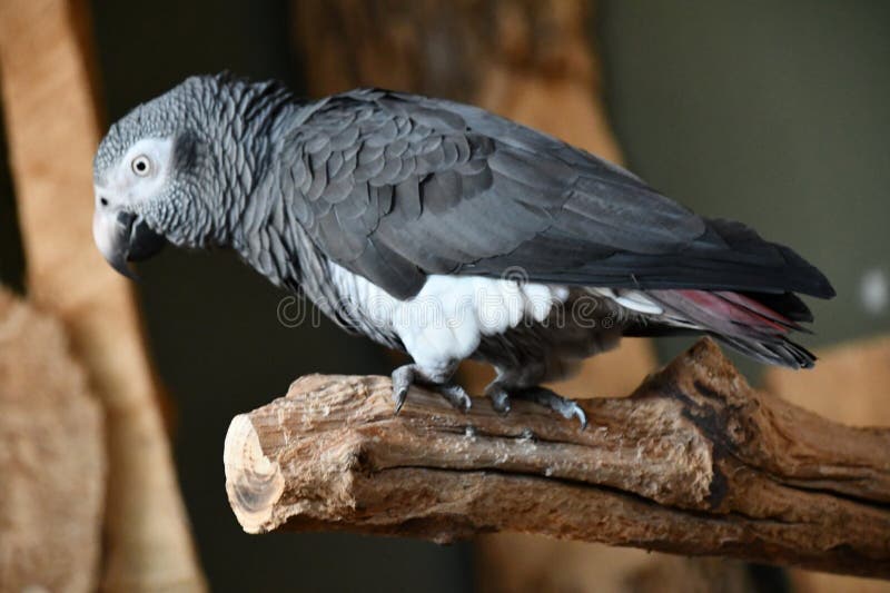 274 African Grey Flock Stock Photos - Free & Royalty-Free Stock Photos ...