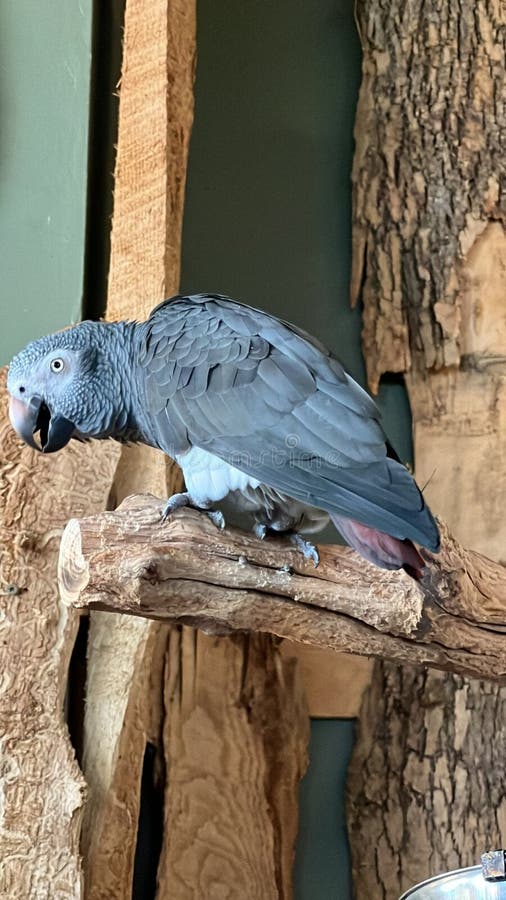 African Grey Parrot stock image. Image of african, wild - 280797119